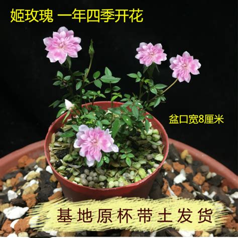 日本袖珍玫瑰姬月季姬蔷薇姬翠竹微型盆景绿植盆栽室内阳台好养虎窝淘
