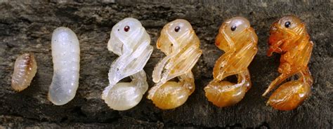 Ant Control Emtec Pest Control