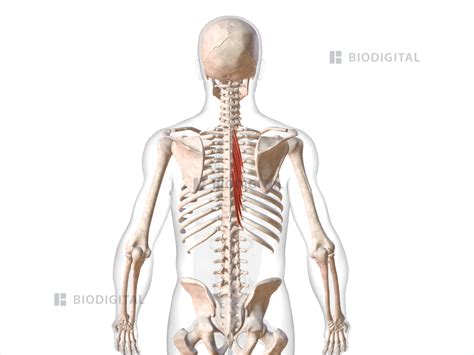 Right Semispinalis Thoracis Biodigital Anatomy