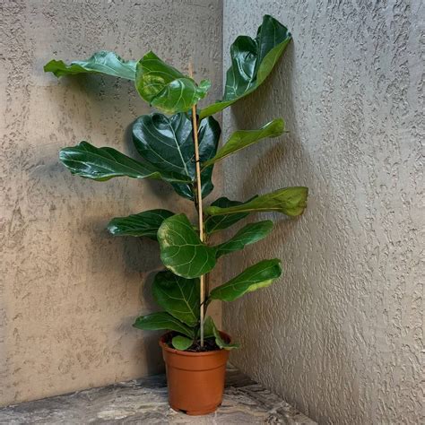 Фикус Лирата D17 купить дерево по выгодной цене в МСК и СПБ