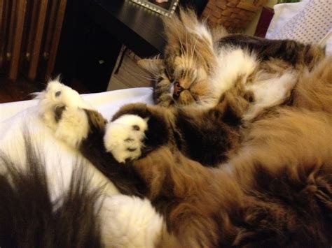 Pin On Mr Fuzzy Pants