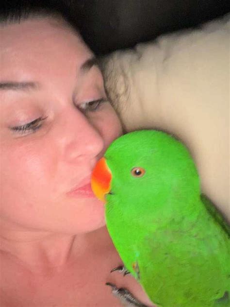 Eclectus Pair Red Sided Eclectus Parrot Birds For Sale Price