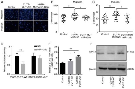 Aimsweb Benchmark Testing