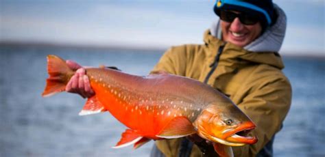 Arctic Char Uk