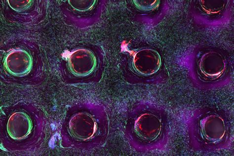 4d Printing Of Shapeshifting Devices