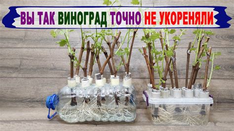 🍇 5 ЛИТРОВАЯ БУТЫЛКА И ВОДА. Фантастическое укоренение ЧЕРЕНКОВ ...