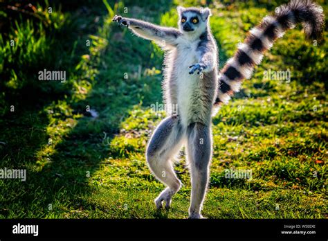 Ringtail Lemur