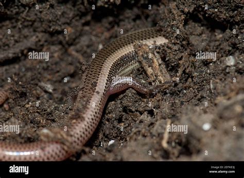 Body And Leg Of Bronze Grass Skink Eutropis Macularia Keoladeo Ghana