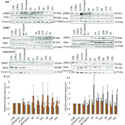 Western Blot Analysis Of Marker Of Necroptosis Pmlkl Mlkl Vinculin Download Scientific