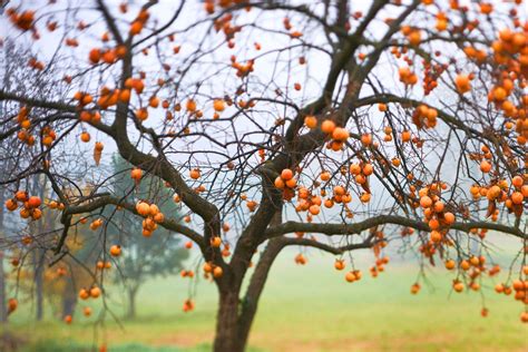 Persimmon Trees What Are They And Where Did They Come From Plant Me