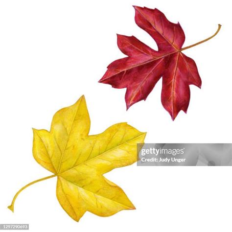 Leaf Pair High Res Vector Graphic Getty Images