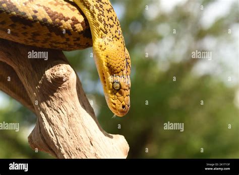 Python Timoriensis Hi Res Stock Photography And Images Alamy