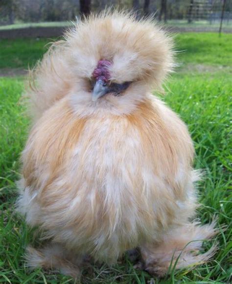 Beautiful Bearded Buff Silkie Cockerel Backyard Chickens