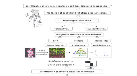 The Omics Cascade And System Biology Approach For The Identification Of