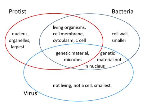 Diagram Bacteria Vs Protists Venn Diagram Wiringschemacom