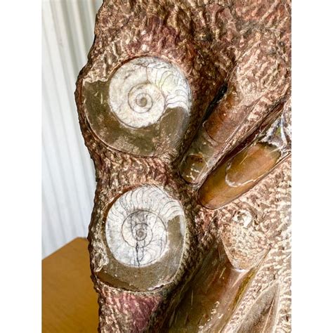 Vintage Fossilized Squid And Nautilus Specimen Chairish