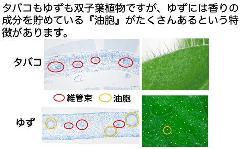 2023q8 A Quiz：植物研究を支える技術