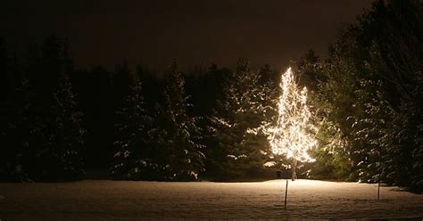 Winter Tree Imgur