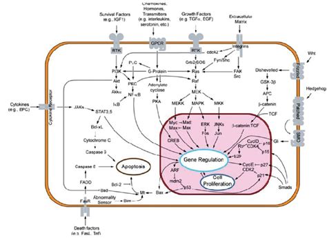 an overview of major signal transduction pathways in each signal