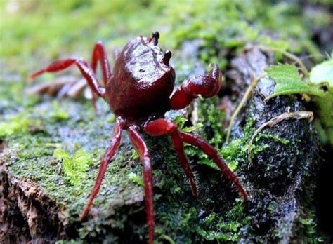 ထိုင်းနိုင်ငံတောင်ပိုင်းမှာ ရှားပါး ကဏန်းမျိုးစိတ်သစ်တစ်မျိုး ရှာဖွေတ