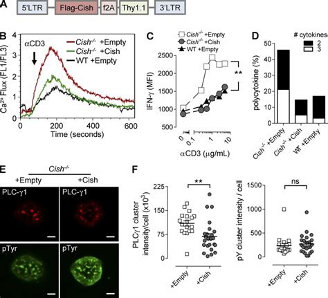 Cish Specifically Inhibits Ca²⁺ Flux T Cell Polyfunctionality And