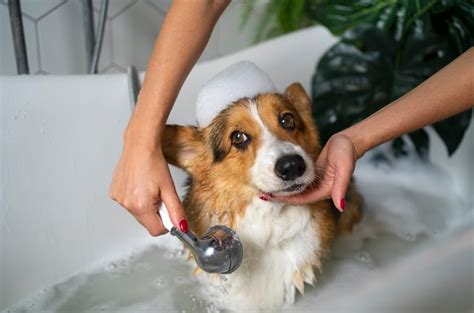 Explore Top Dog Grooming Tips For The Most Common Breeds