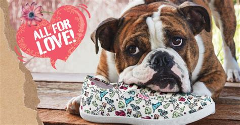 Skechers Steps Up For Shelter Cats Get Cat Print Shoes And Support