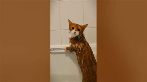 поющий кот Youtube