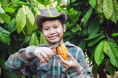 수확한 잘 익은 카카오 꼬투리와 코코아 농장에서 손으로 가위를 가지치기하는 가위를 보고 행복한 미소를 짓는 아시아 소년 코코아 농부의 초상화 12 13세에 대한 스톡 사진