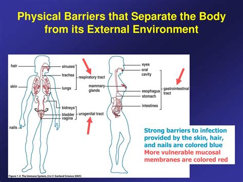 Anatomical Barriers Examples At Helen Rooker Blog