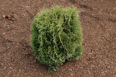 Thuja Occidentalis Zmatlik Narrow Upright American Arborvitae