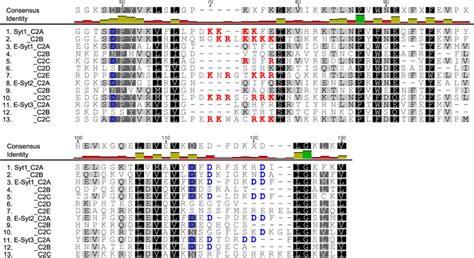 Stepwise Membrane Binding Of Extended Synaptotagmins Revealed By