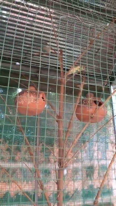 කුරුලු යාලුවෝ 🐦🐦🐦🐦🐦🐦 Srilanka Youtube