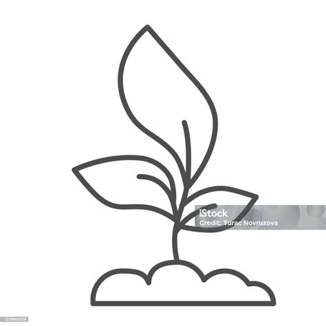 年輕的幼苗與三葉薄線圖示 農業概念 在白色背景的sprout符號 生長植物圖標在輪廓風格為移動概念和網路設計向量圖形向量圖形及更多互聯網圖片