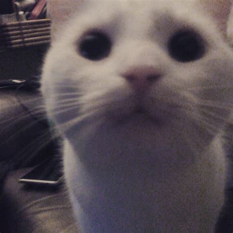 My Beloved Cat Dwight Aww
