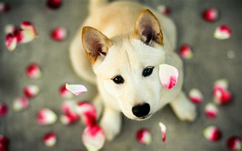 Cute Dog Hd Wallpapers Wallpaper Cave