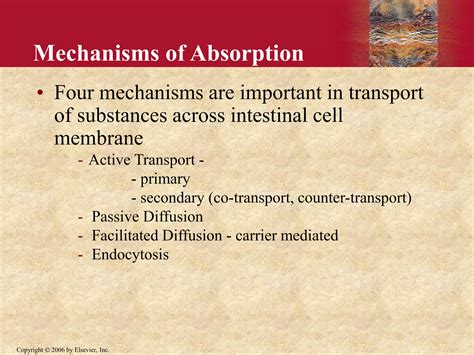Absorption And Neural Control Of Digestion Ppt