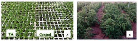 Role Of Trichoderma Aggressivum F Europaeum As Plant Growth Promoter