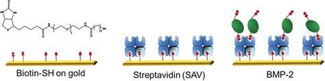Schematic Representation Of The Functionalisation Steps For The Gold Download Scientific