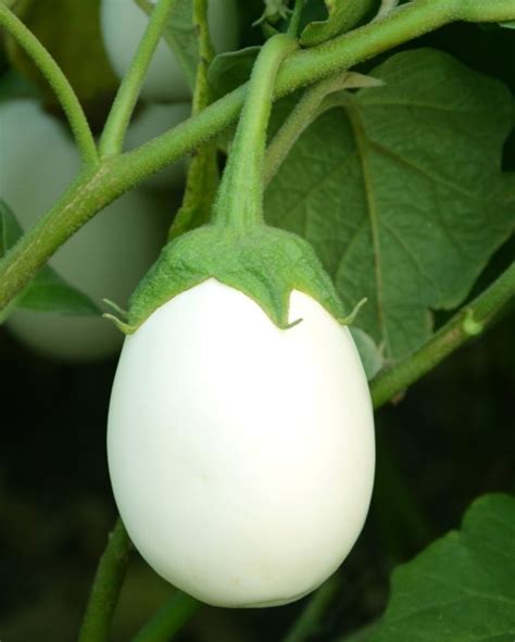 Ksp 1324 Satyam F1 Kalash Seeds