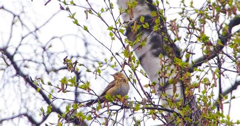 DavesBirdingDiary Tree Pipit Anthus Trivialis Yarner Wood Devon