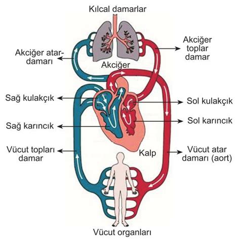 Küçük Ve Büyük Kan Dolaşımı Vücudumuzda Sistemler