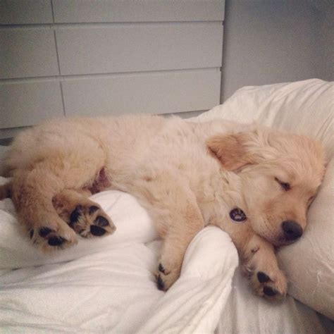 Sleepy Pup Barkpost