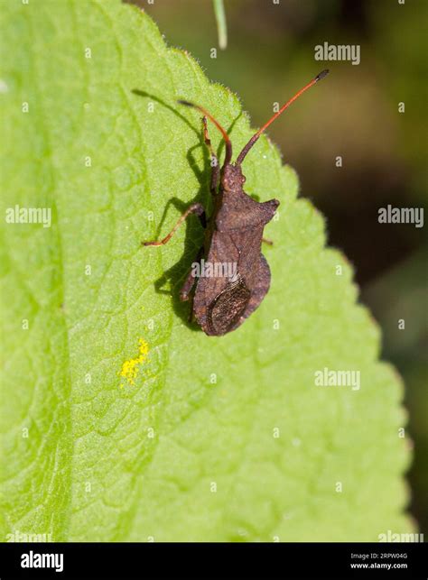 Squash Bug Location At Sheila Tejada Blog