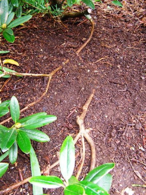 Outdoor Classroom Layering Plants Tikorangi The Jury Garden