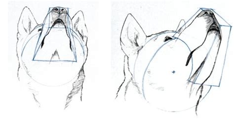 Dog Skull And Head Types √ Dogica®