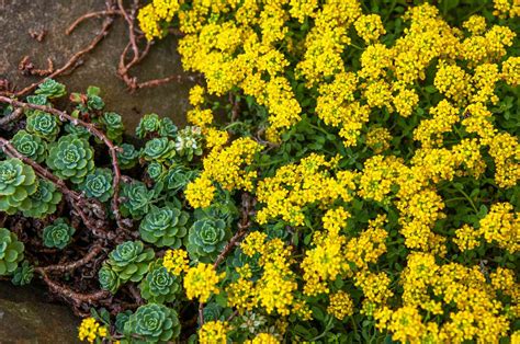 How To Grow And Care For Yellow Alyssum