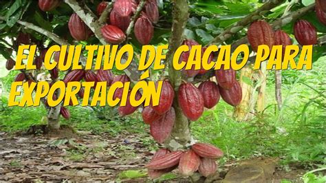Cómo Realizar El Cultivo De Cacao Eficientemente Youtube