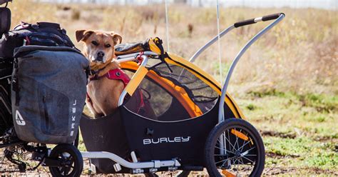 Burley Tail Wagon Pet Trailer Eriks Bike Board And Ski