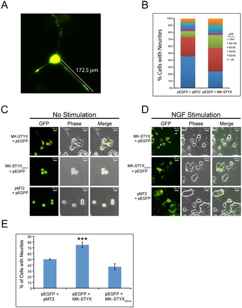 Mk Styx Shifts The Distribution Of Neurite Outgrowth Lengths A The